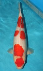 KOI - Aqua-Hobby.Shop